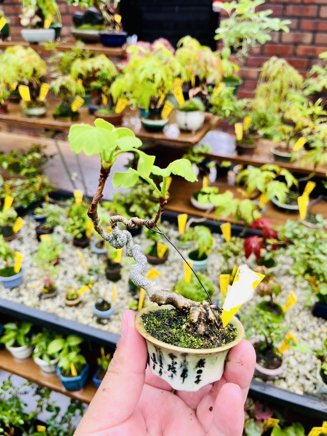 O-Fuji-san Plant Fair 2025 May 31, June 1, 28 and 29 | Mame Bonsai Pots